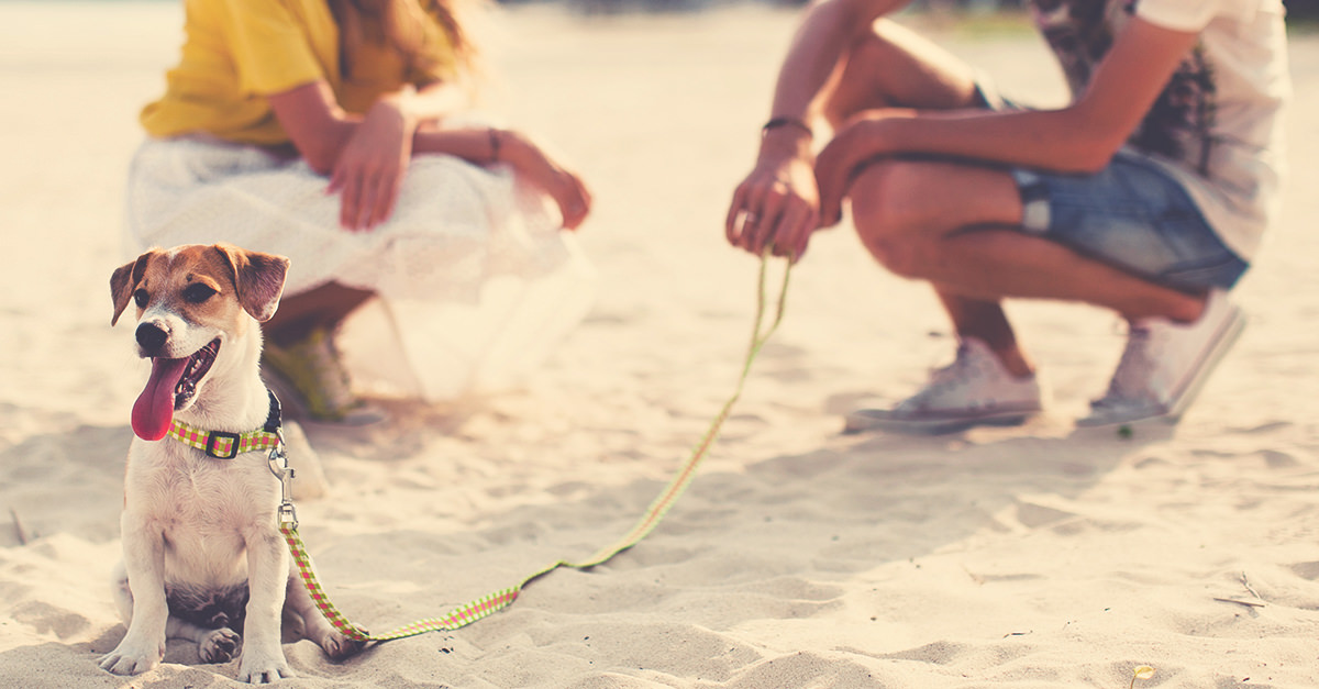 Everything You Need To Know About Marijuana And Your Dog