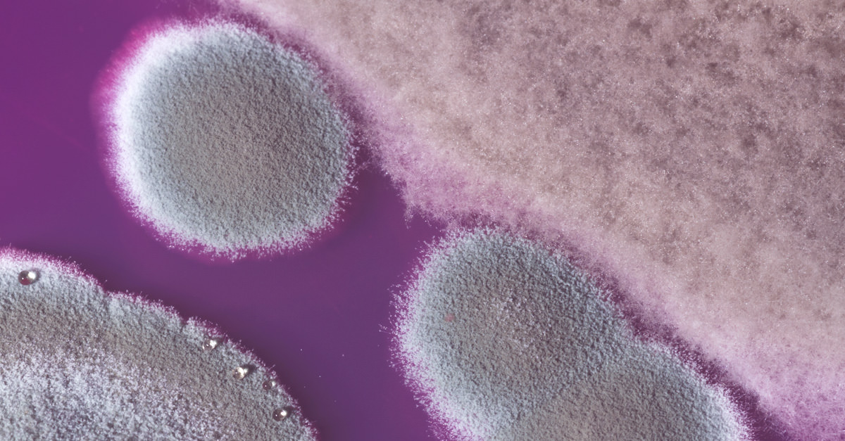 How to Avoid Moldy Weed - Jane Street