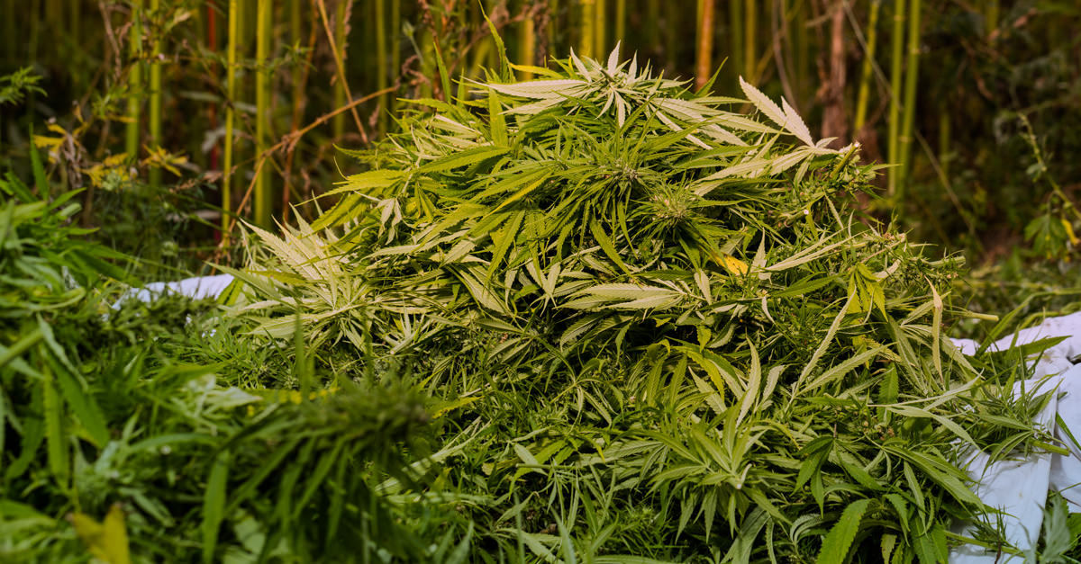 The Ancient History of Cannabis in Japan - Jane Street